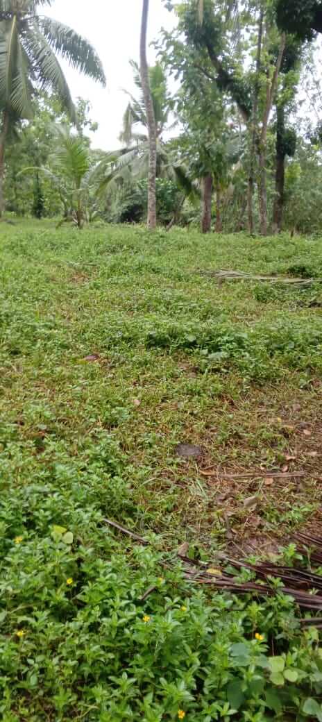 40 P Land for sale in Rajagiriya | WathuPiti.lk